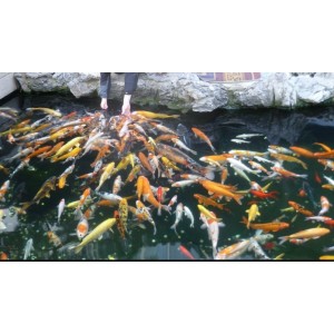 Koi Pond Supplies & Pond Equipment | Aquatic Warehouse