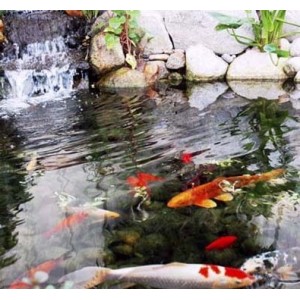 Reliable Outdoor Koi Pond Products | Aquatic Warehouse